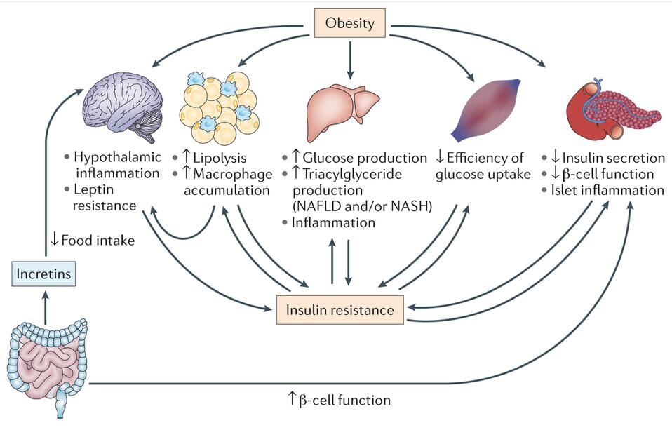 A potential type 2 diabete drug Target- G protein–coupled receptor ...